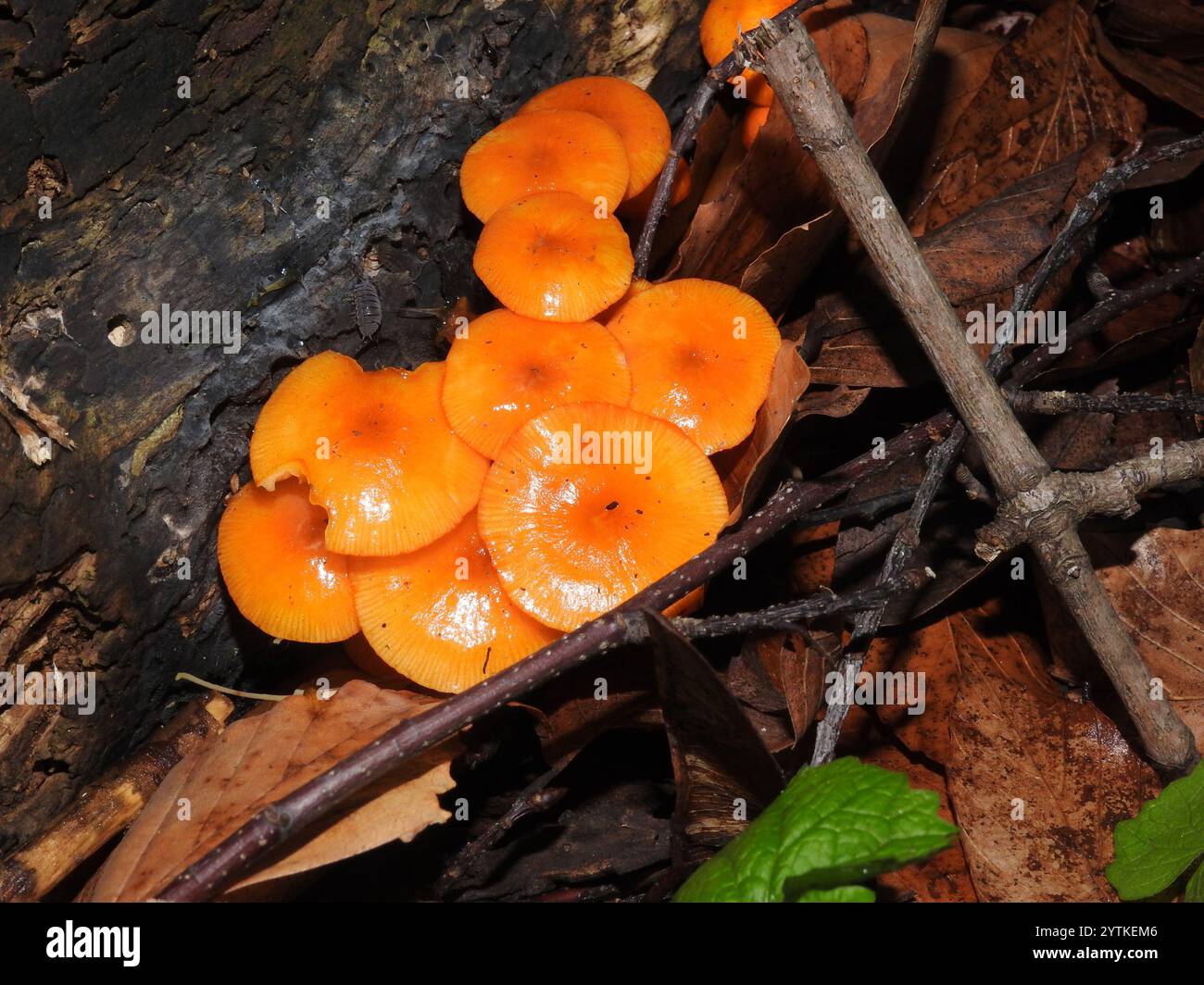 orange mycena (Mycena leaiana Stock Photo - Alamy