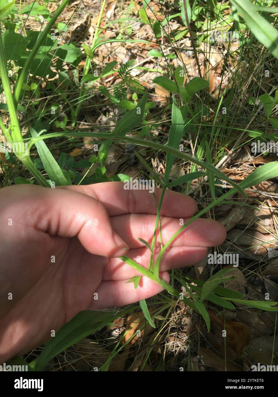 Lance-leaved Coreopsis (Coreopsis lanceolata Stock Photo - Alamy