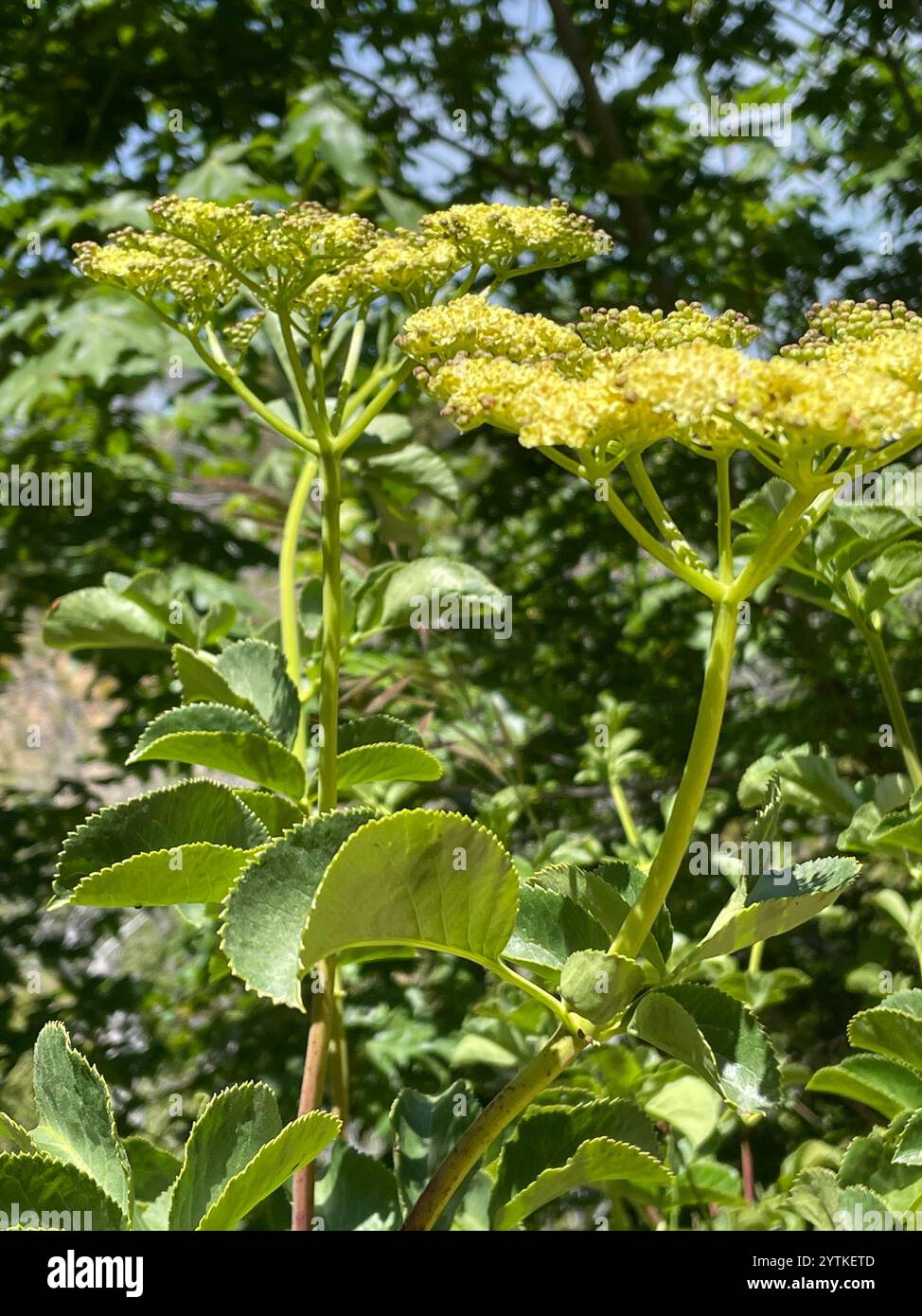 blue elder (Sambucus cerulea Stock Photo - Alamy