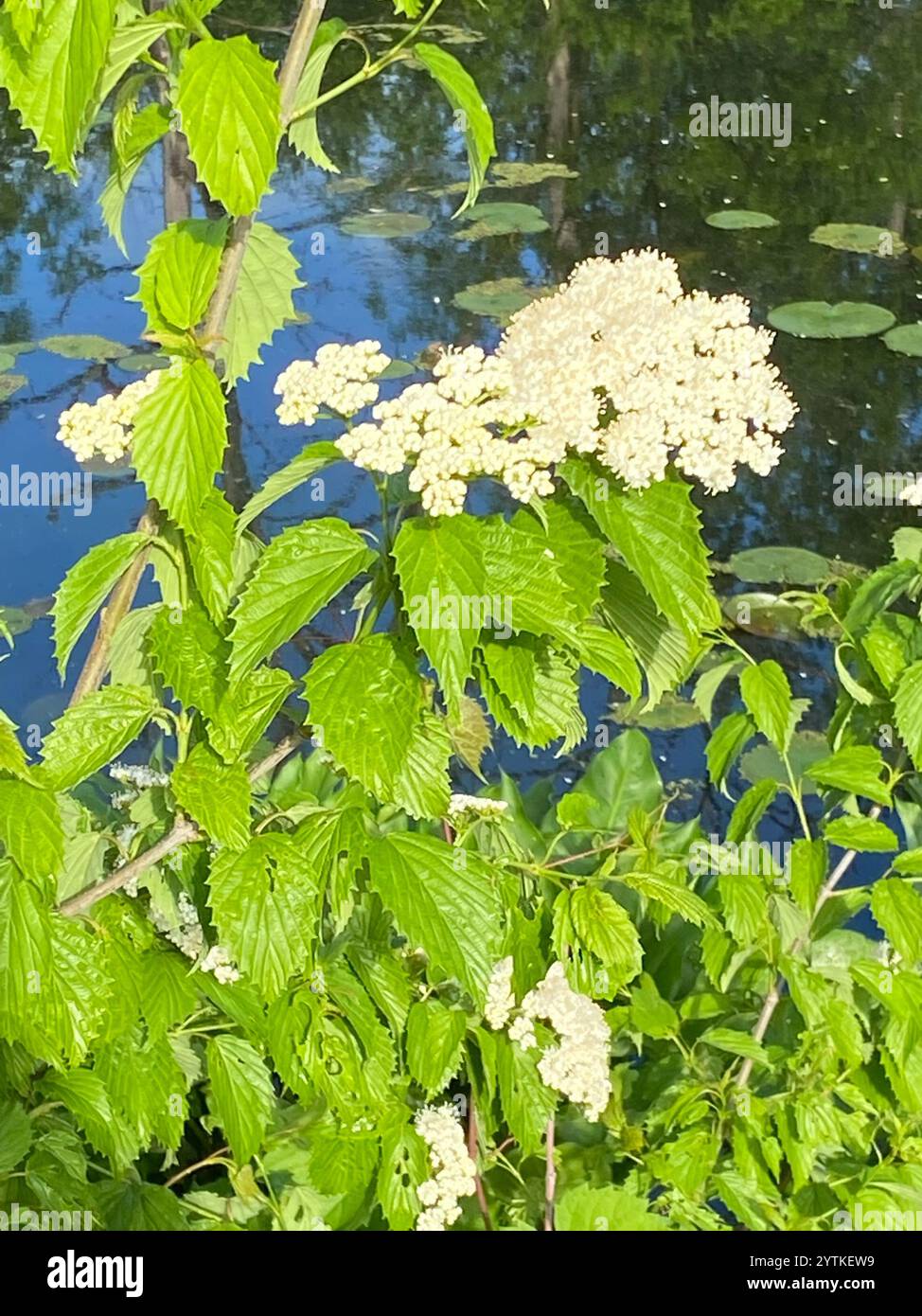 northern arrowwood (Viburnum recognitum Stock Photo - Alamy