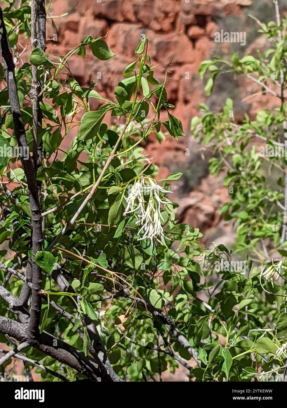 Fragrant Ash (Fraxinus cuspidata Stock Photo - Alamy