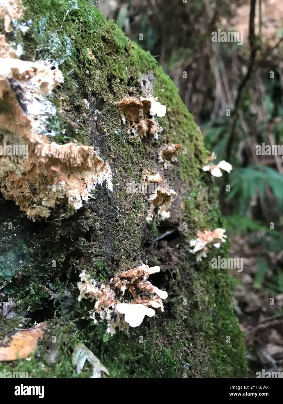 Cerrena hi-res stock photography and images - Alamy