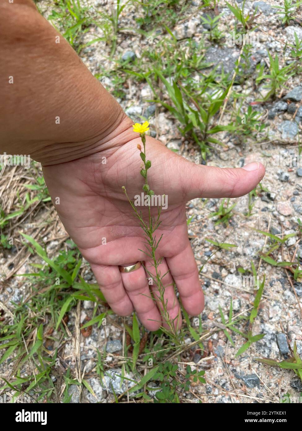 Threadleaf Evening Primrose (Oenothera linifolia Stock Photo - Alamy