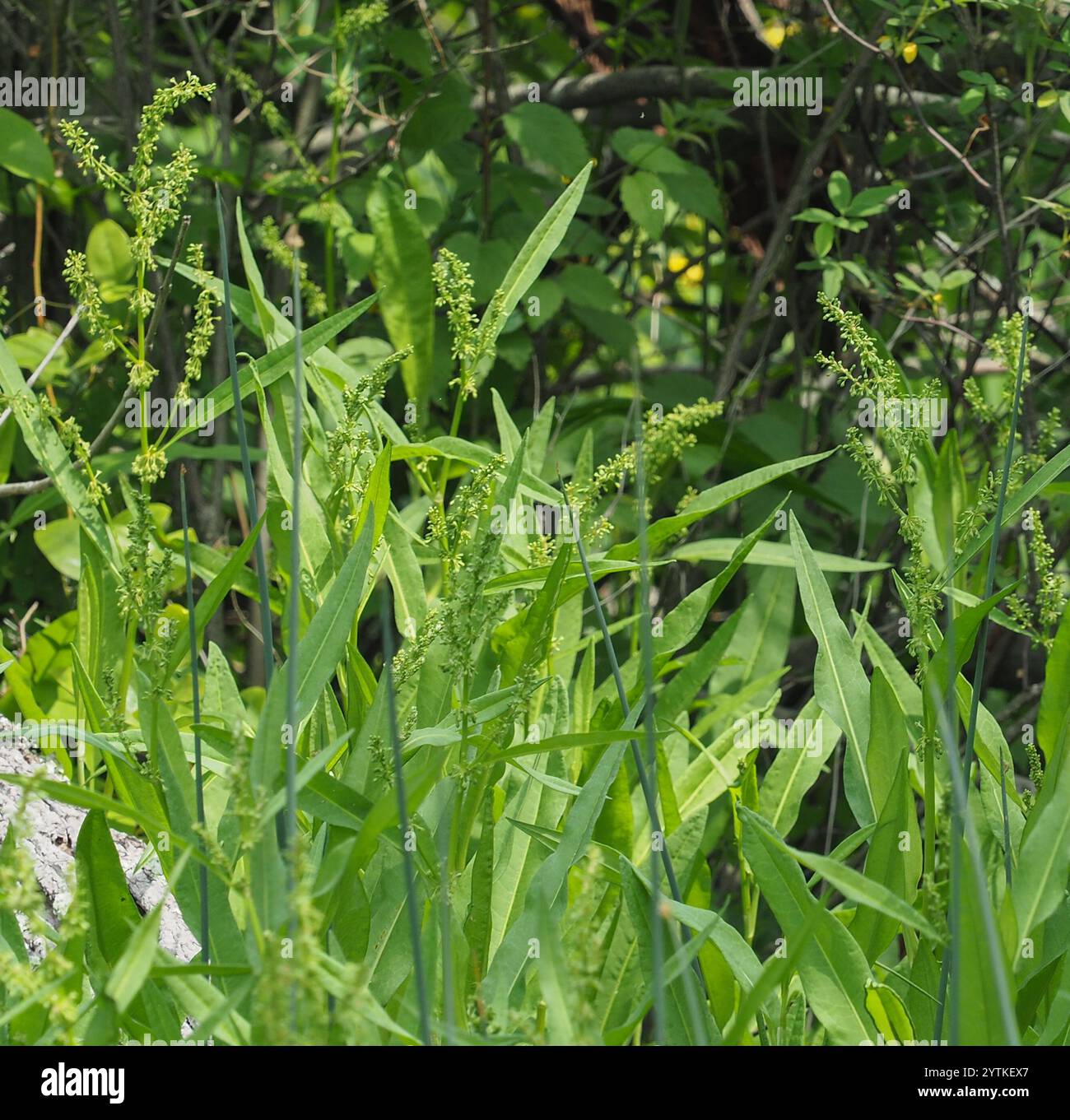 swamp dock (Rumex verticillatus Stock Photo - Alamy