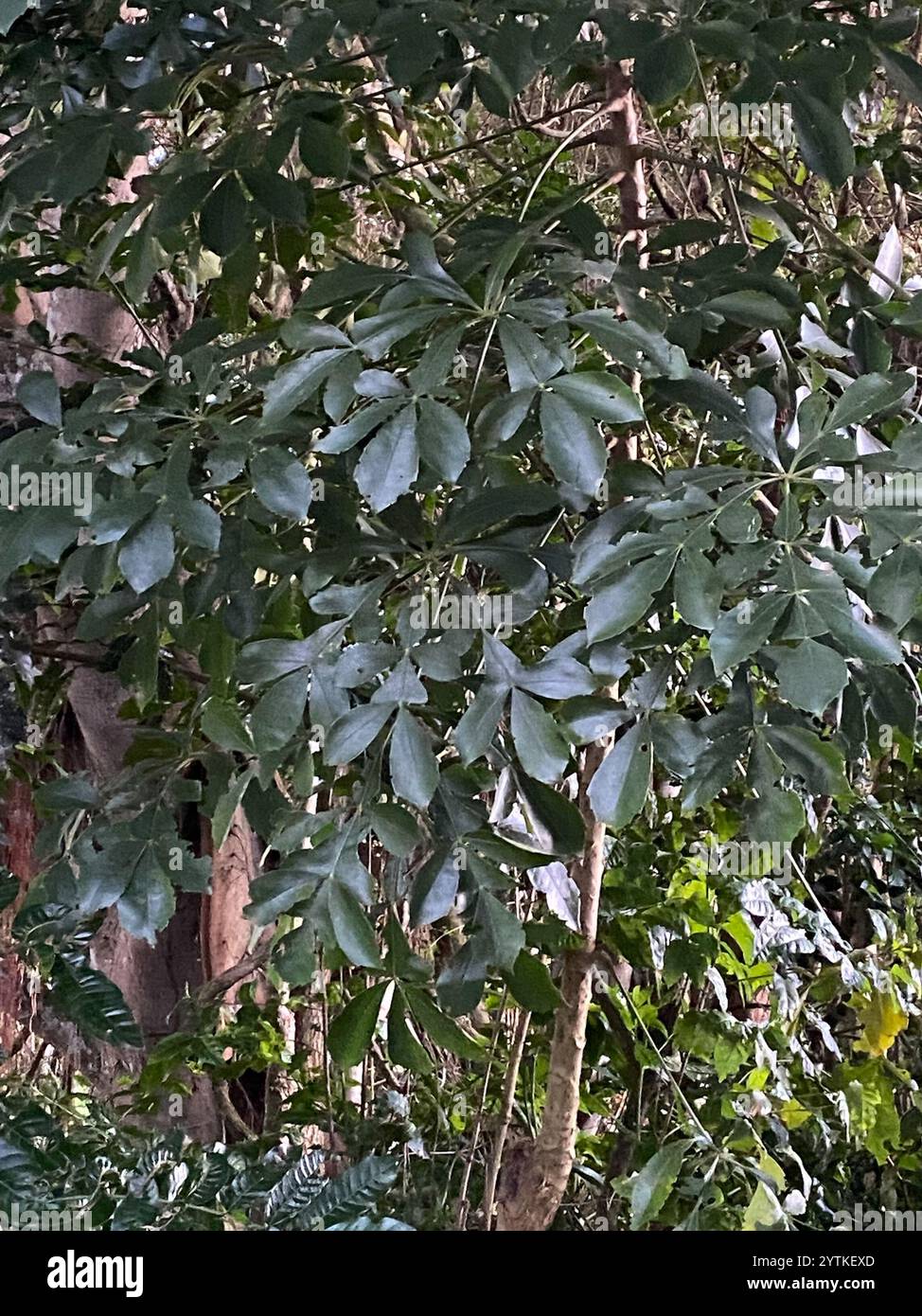 Natal forest cabbage tree (Cussonia sphaerocephala Stock Photo - Alamy