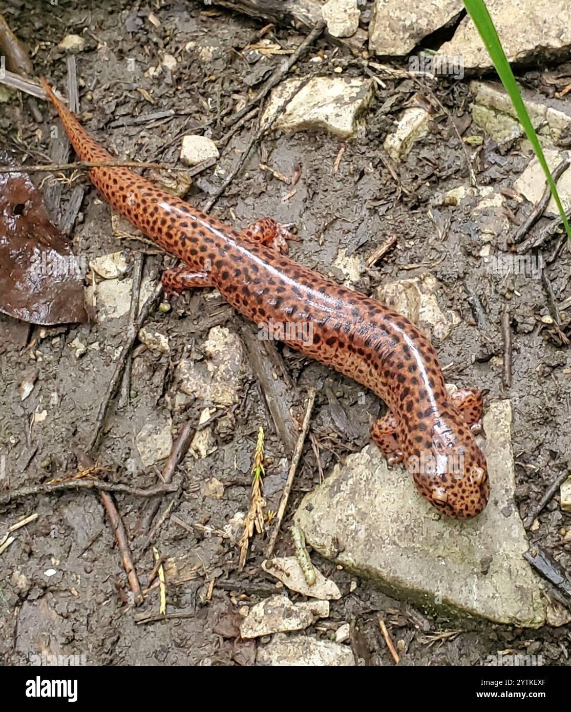 Northern Red Salamander (Pseudotriton ruber ruber Stock Photo - Alamy