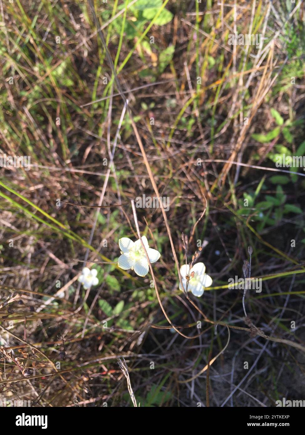fen grass of Parnassus (Parnassia glauca Stock Photo - Alamy