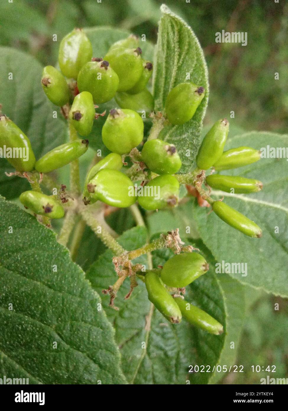 Wayfaring-tree (Viburnum lantana Stock Photo - Alamy