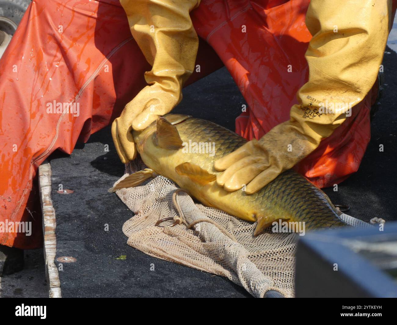 European Carp (Cyprinus carpio Stock Photo - Alamy