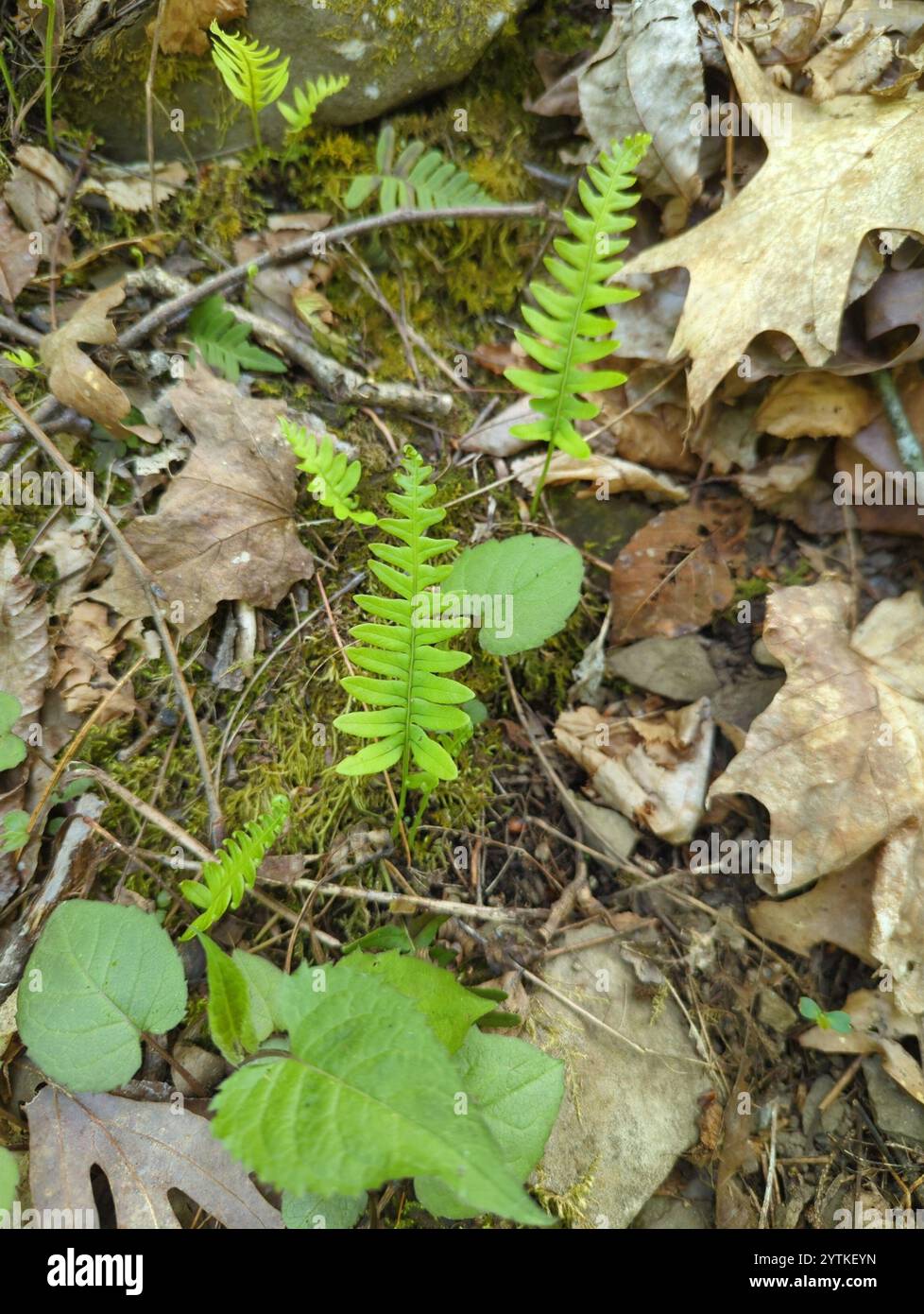 rock polypody (Polypodium virginianum Stock Photo - Alamy