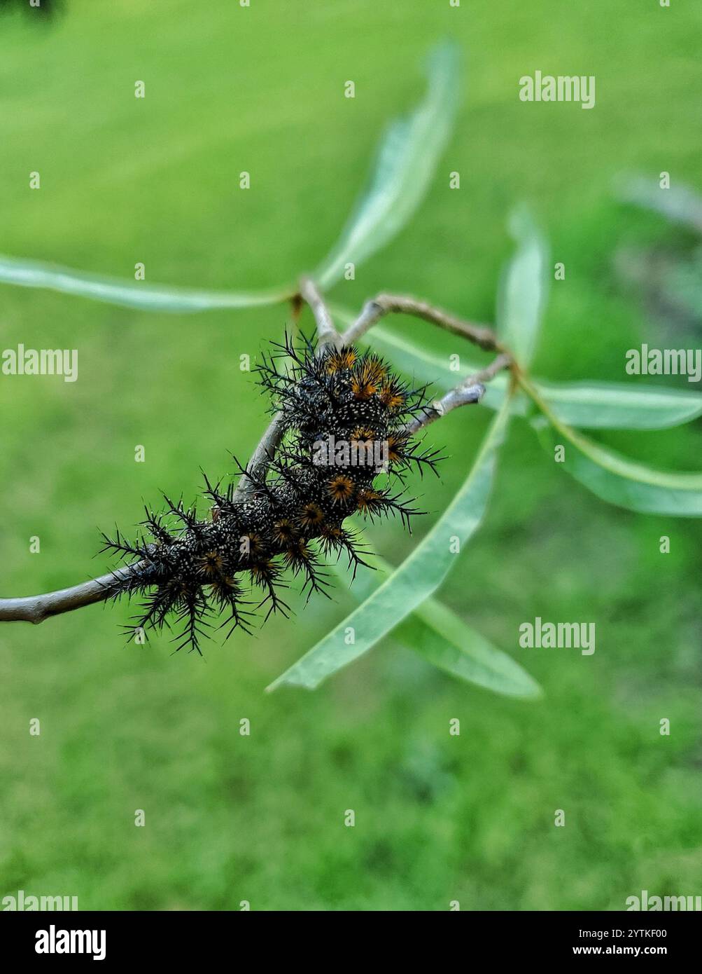 Eastern Buck Moth (Hemileuca sandra Stock Photo - Alamy
