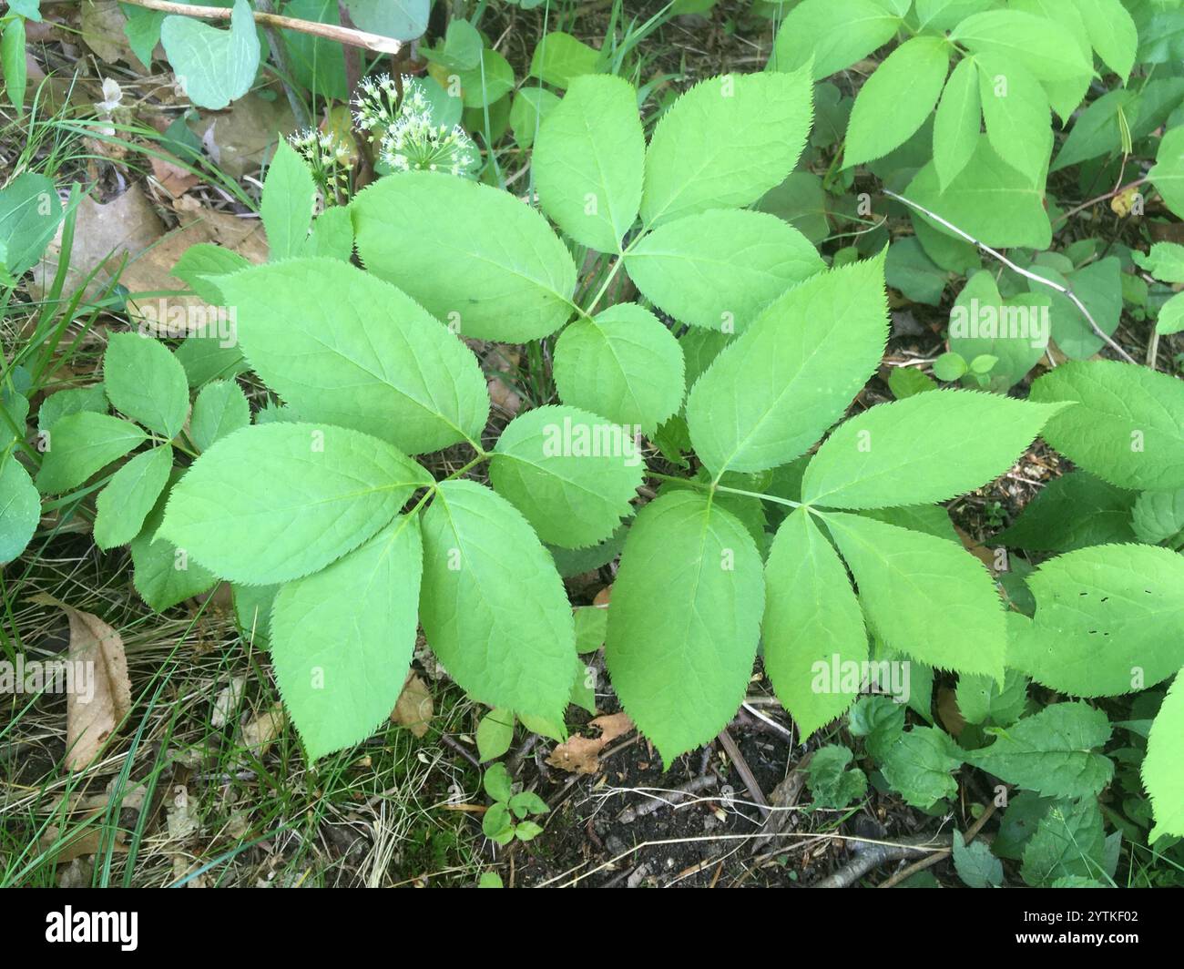 wild sarsaparilla (Aralia nudicaulis Stock Photo - Alamy