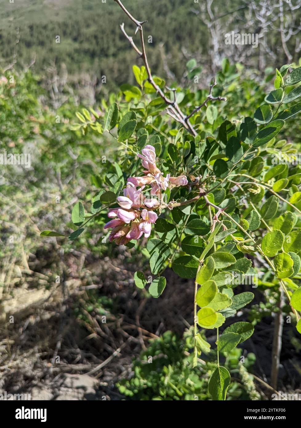 New Mexico locust (Robinia neomexicana Stock Photo - Alamy