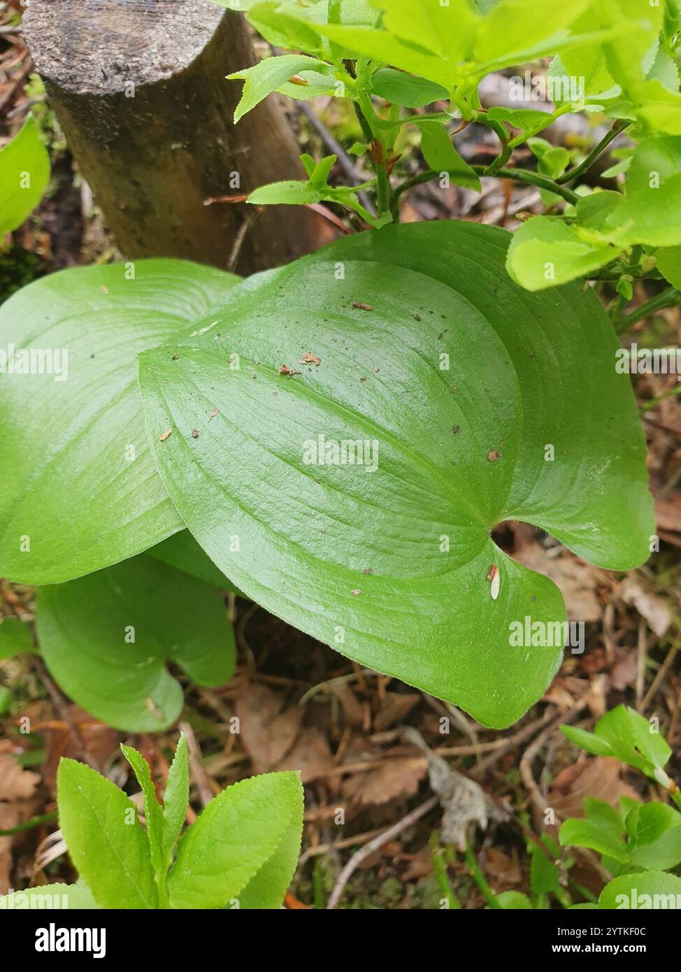 May Lily (Maianthemum bifolium Stock Photo - Alamy