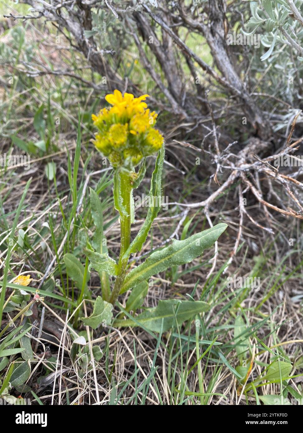 woolly groundsel (Packera cana Stock Photo - Alamy