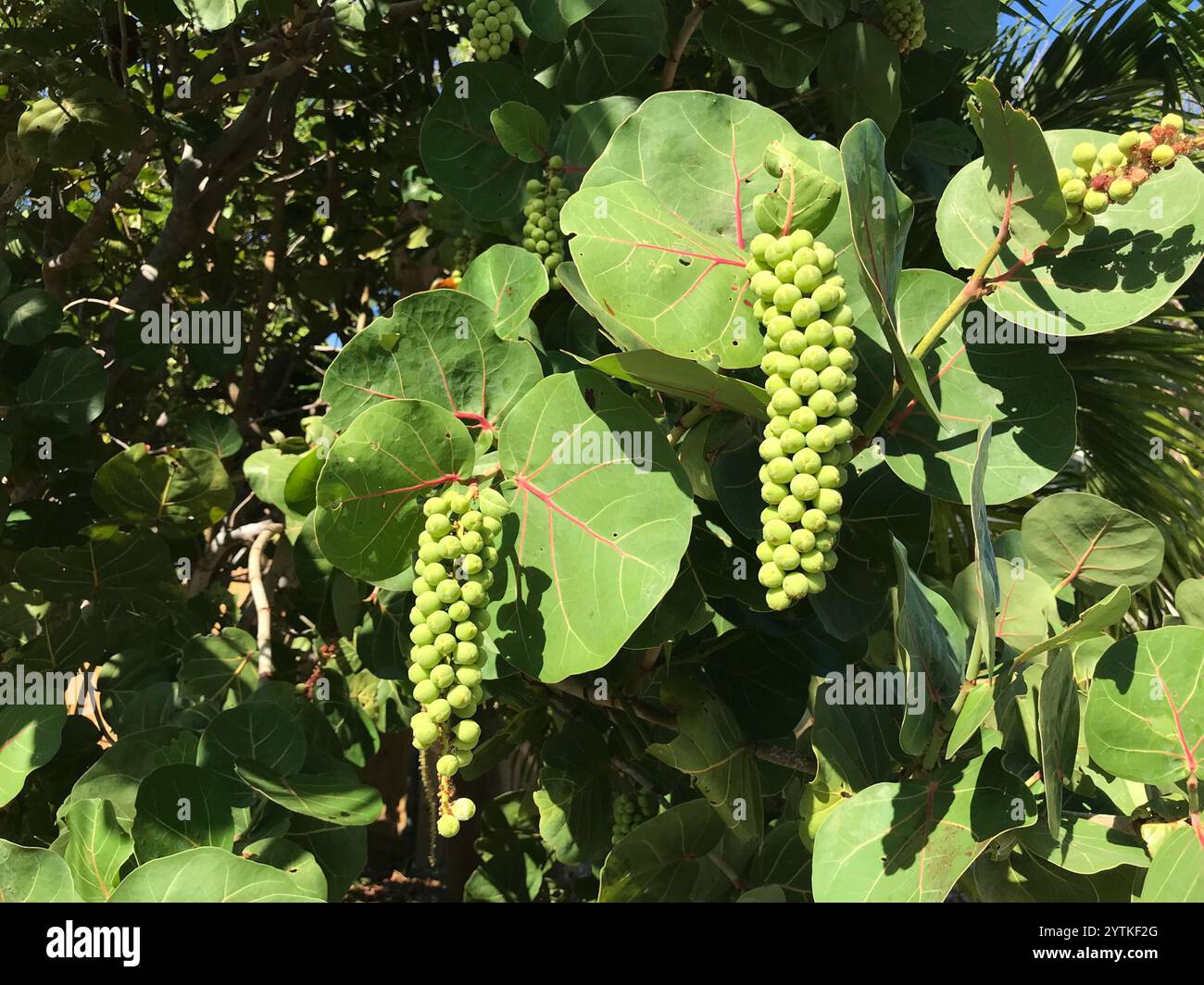 sea grape (Coccoloba uvifera Stock Photo - Alamy
