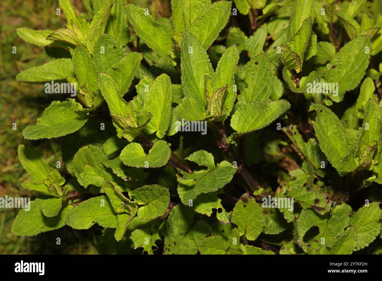 Water Figwort (Scrophularia auriculata Stock Photo - Alamy