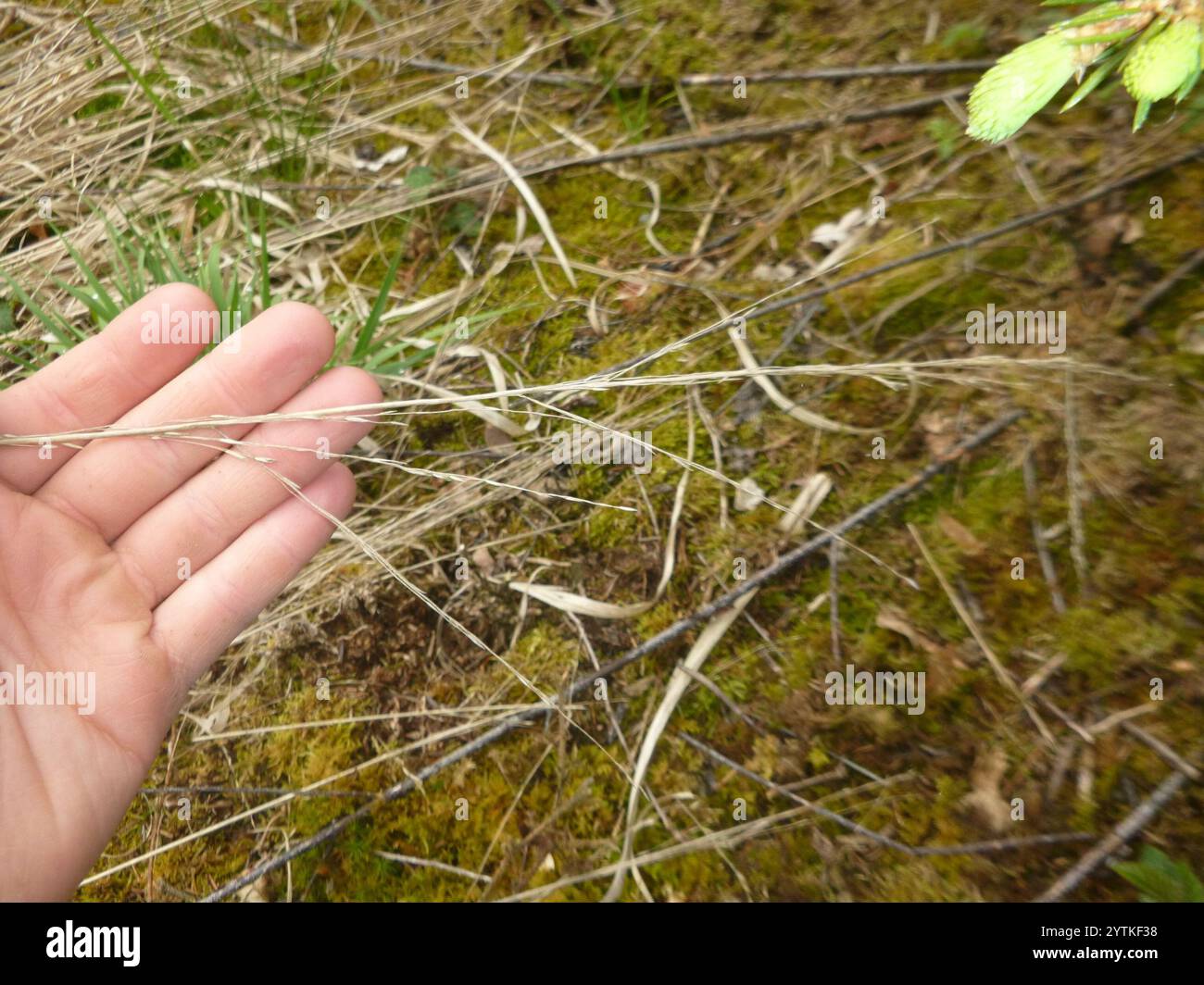 Purple moor grass (Molinia caerulea Stock Photo - Alamy
