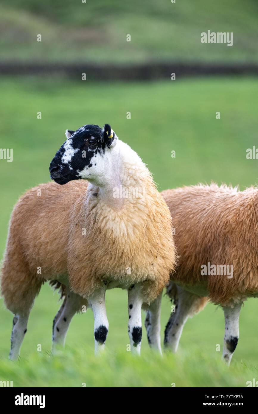 North of England Mule gimmer lambs, a cross bred between a Swaledale ...