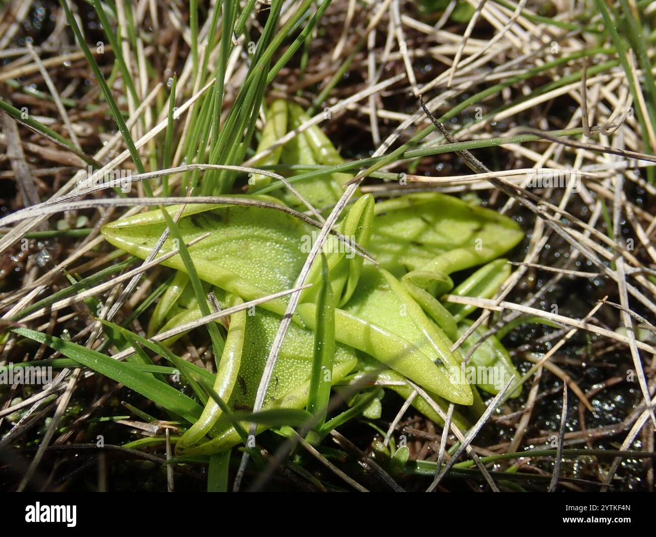 Common Butterwort (Pinguicula vulgaris Stock Photo - Alamy