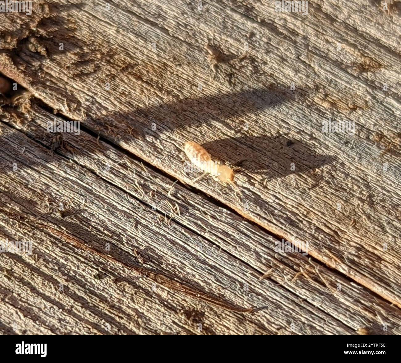 Eastern Subterranean Termite (Reticulitermes flavipes Stock Photo - Alamy