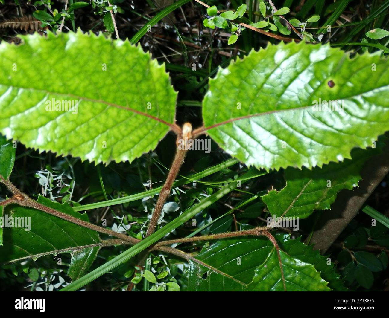 Assegai hi-res stock photography and images - Alamy