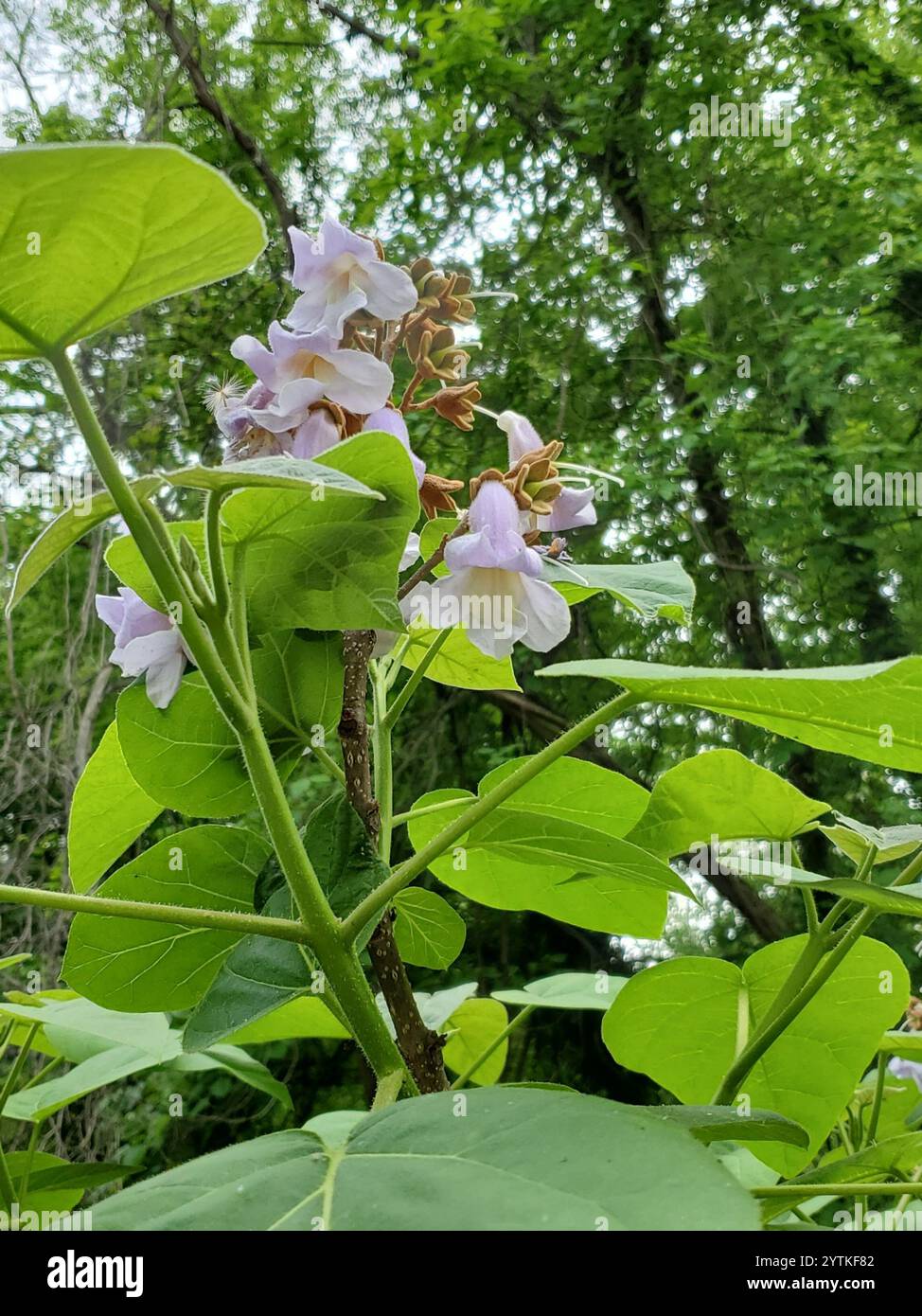 princess tree (Paulownia tomentosa Stock Photo - Alamy