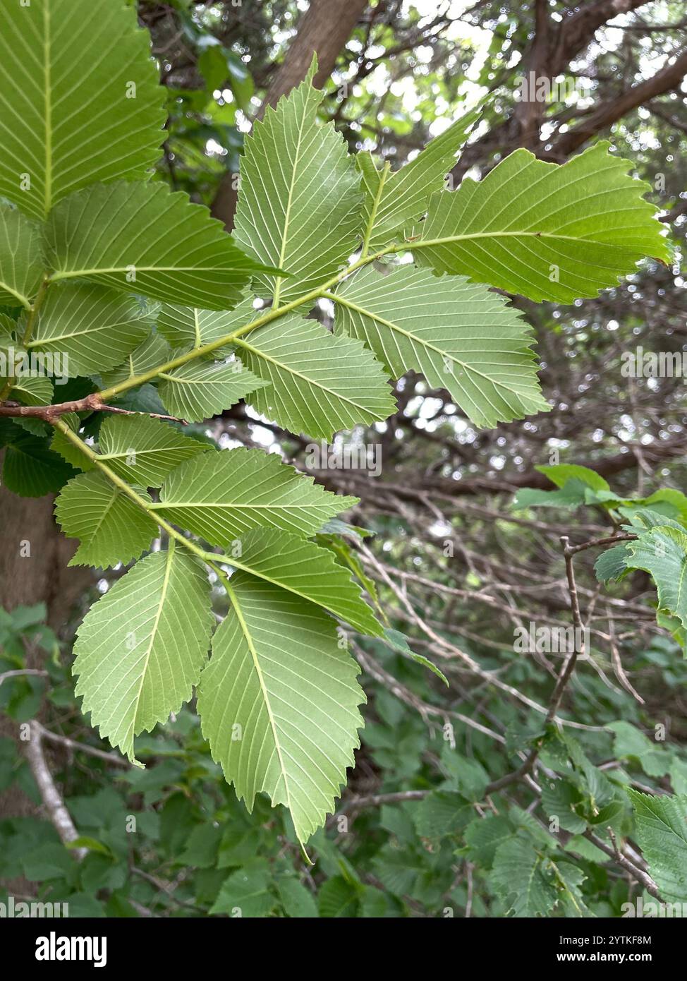 Ulmus Rubra For Vaginal Dryness
