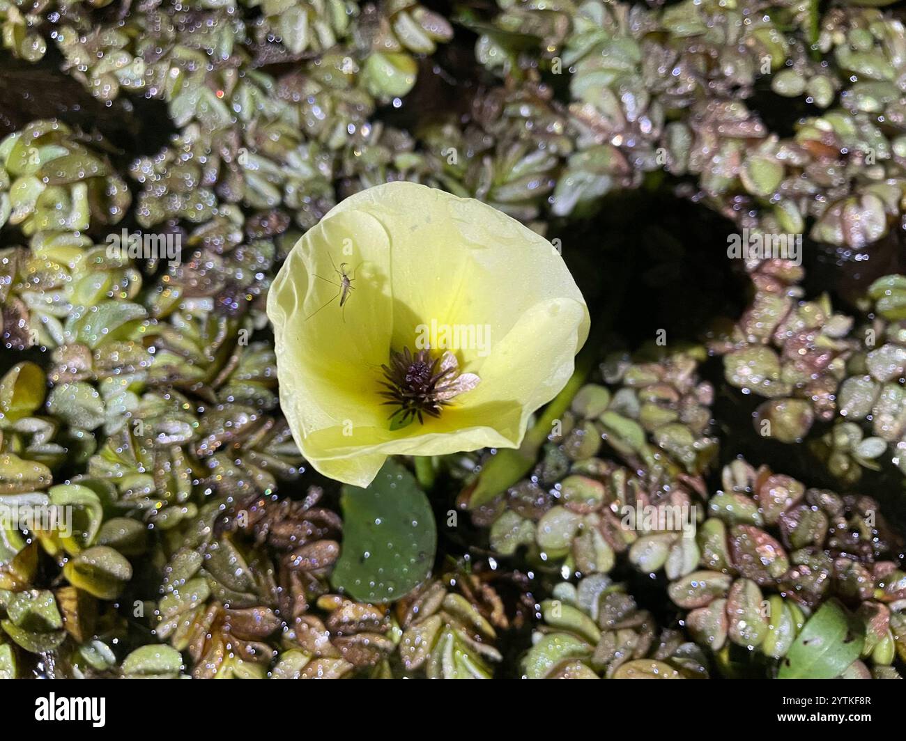 Hydrocleys nymphoides hi-res stock photography and images - Alamy