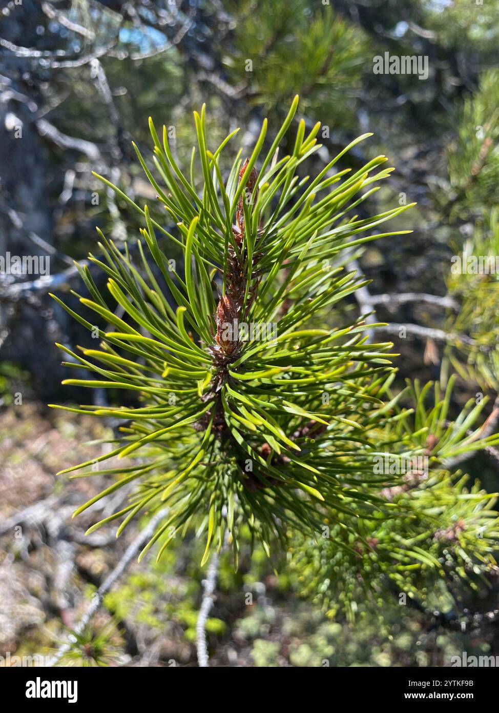 lodgepole pine (Pinus contorta Stock Photo - Alamy