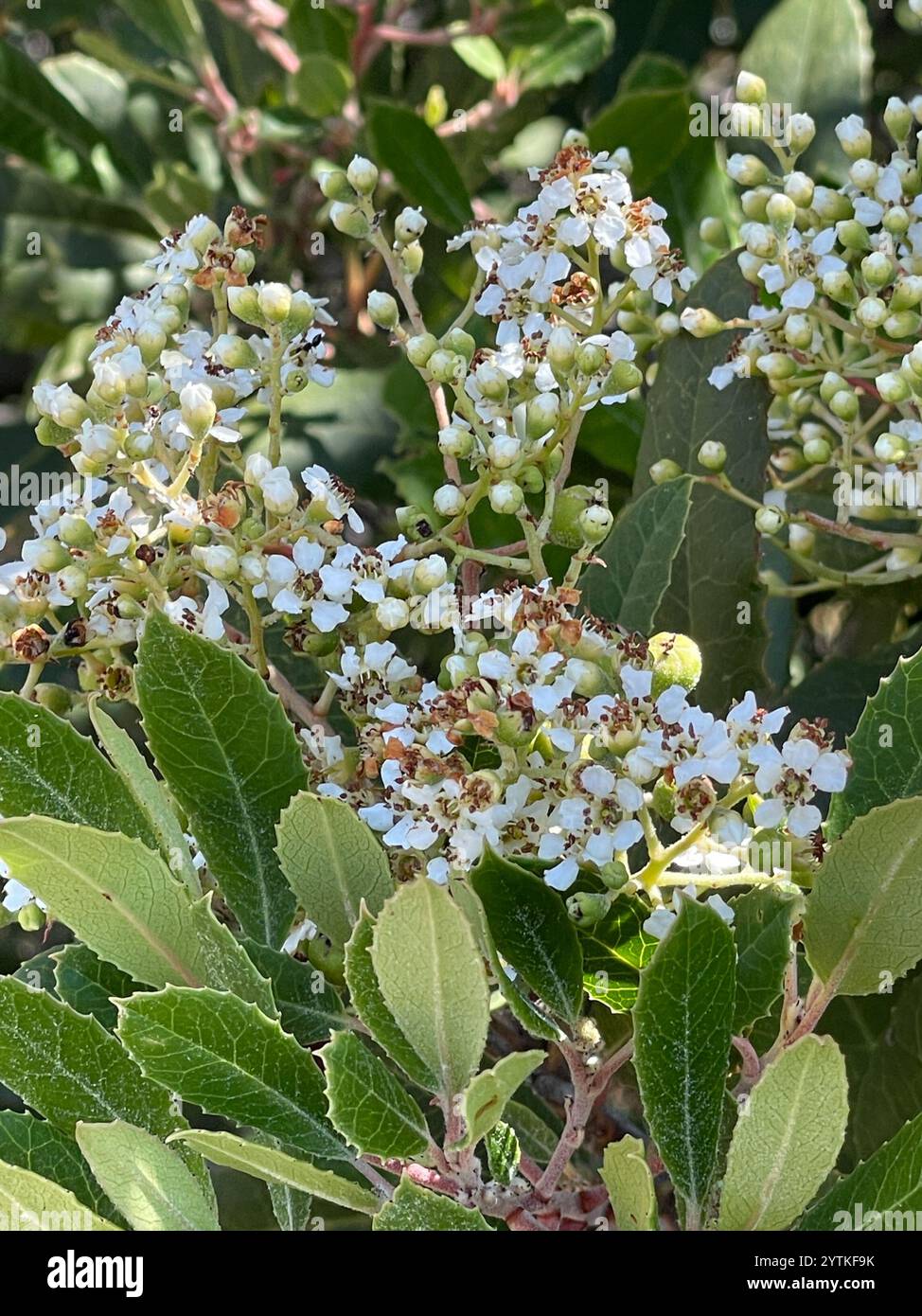Toyon (Heteromeles arbutifolia Stock Photo - Alamy