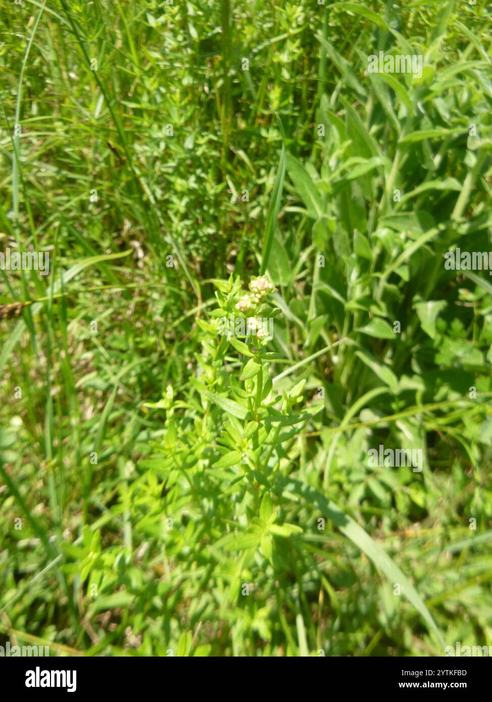 Northern Bedstraw (Galium boreale Stock Photo - Alamy