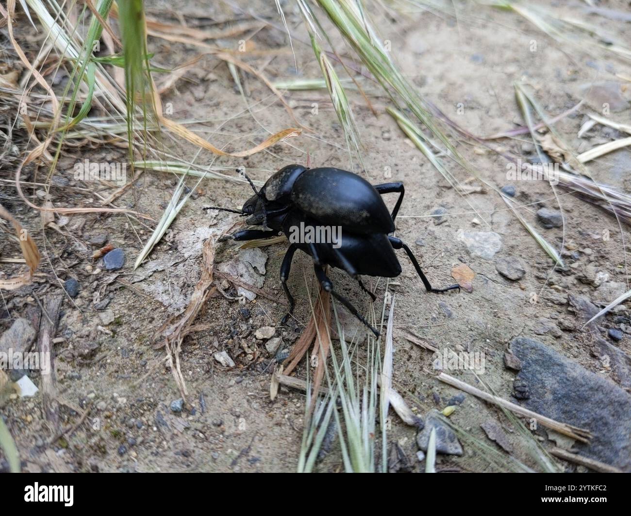 Darkling Beetles (Tenebrionidae Stock Photo - Alamy