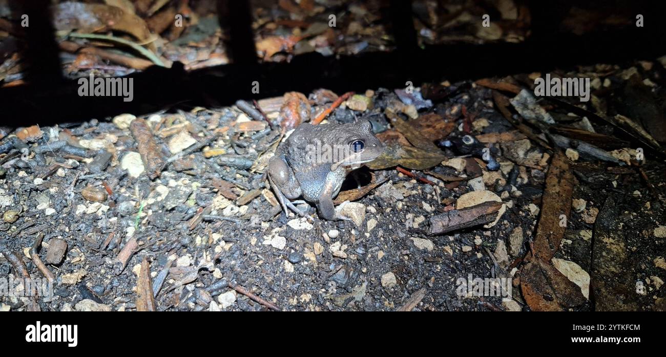 Eastern banjo frog hi-res stock photography and images - Alamy