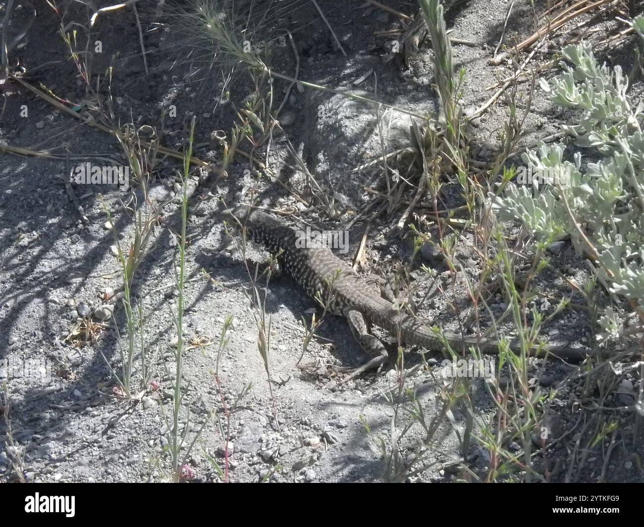 Western Whiptail (Aspidoscelis tigris Stock Photo - Alamy