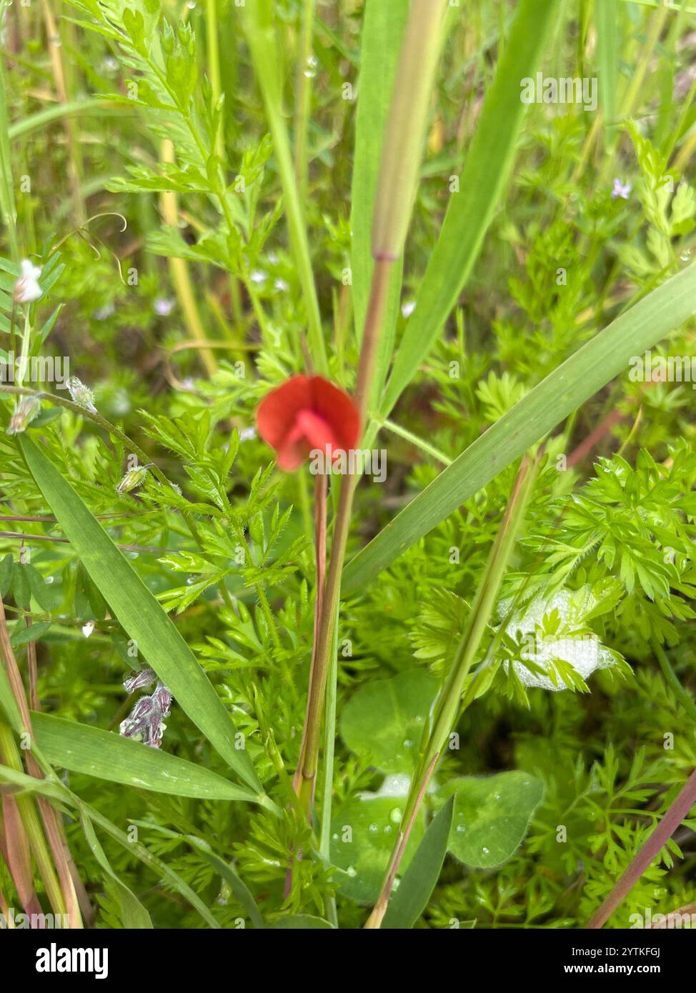 Grass Pea (Lathyrus sphaericus Stock Photo - Alamy