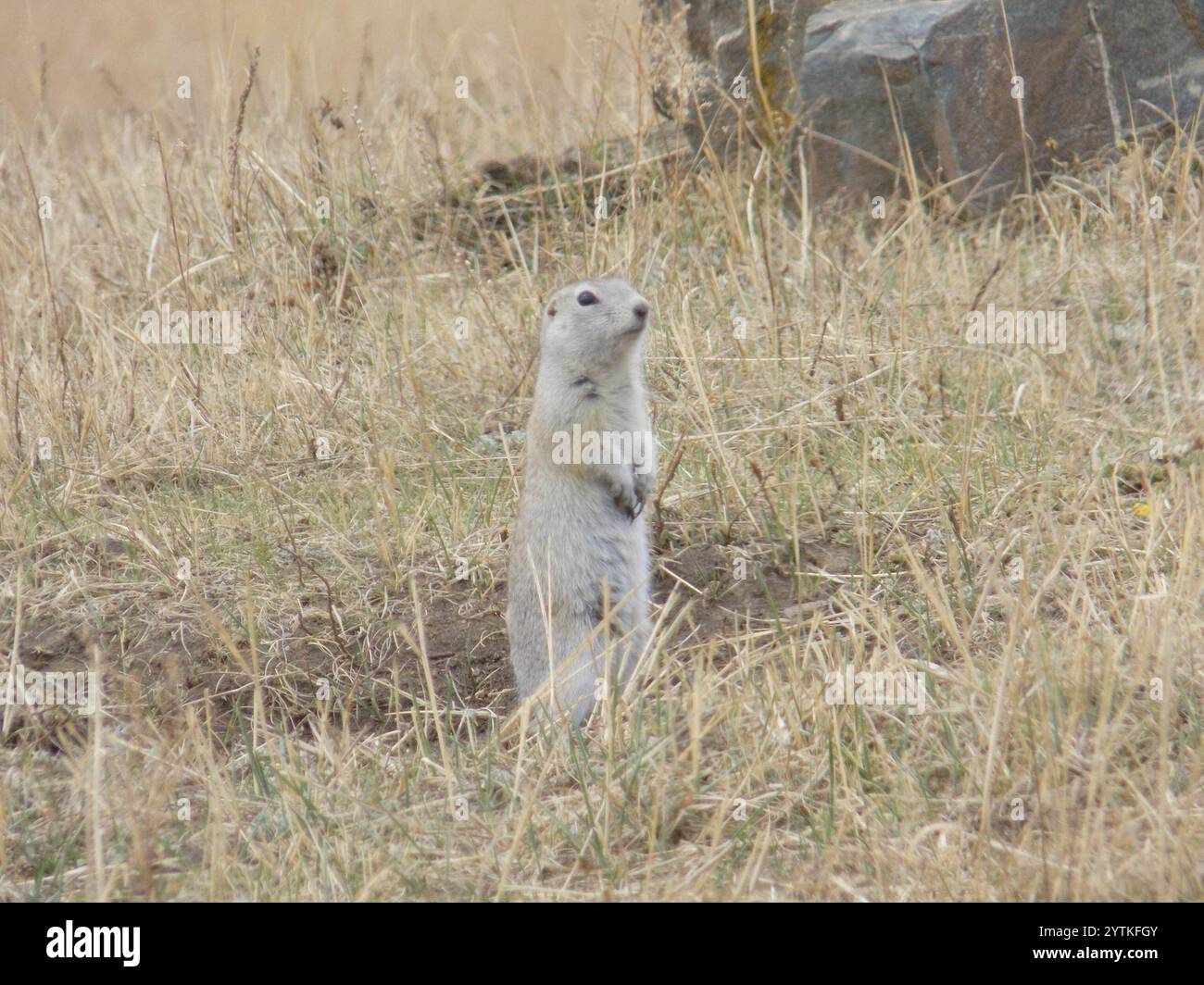 Long-tailed Ground Squirrel (Urocitellus undulatus Stock Photo - Alamy