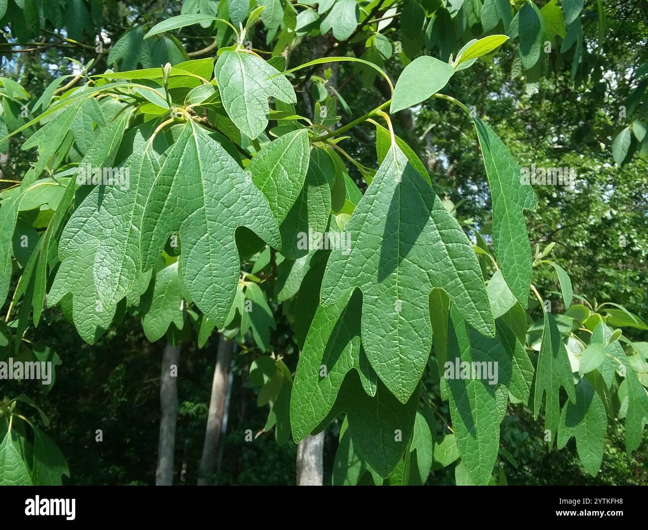 sassafras (Sassafras albidum Stock Photo - Alamy