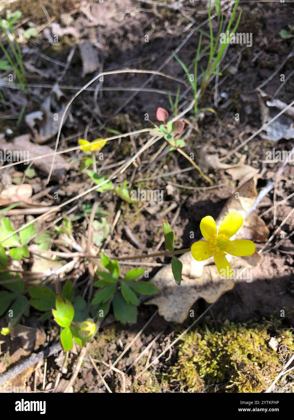 Early Buttercup (Ranunculus fascicularis Stock Photo - Alamy