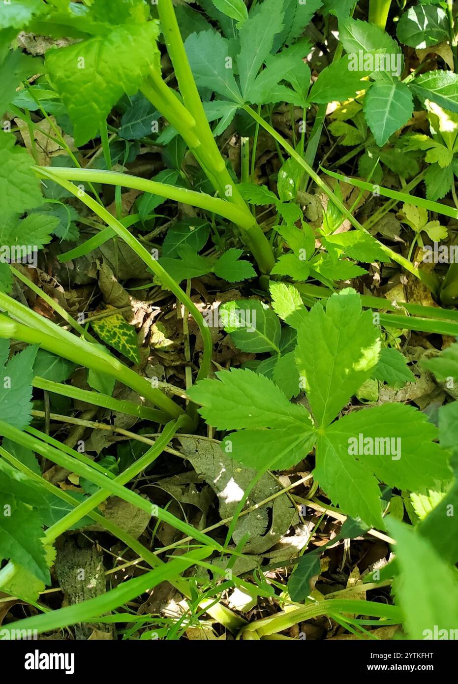 Black Snakeroot (Sanicula canadensis Stock Photo - Alamy