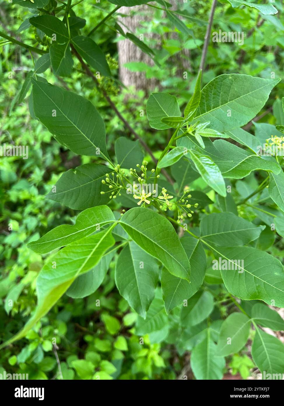 common hoptree (Ptelea trifoliata Stock Photo - Alamy
