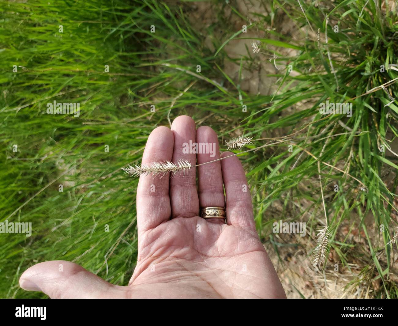 Crested Wheatgrass (Agropyron cristatum Stock Photo - Alamy