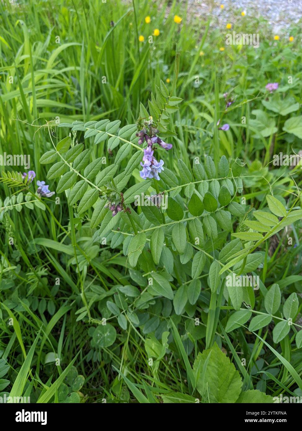 Bush Vetch (Vicia sepium Stock Photo - Alamy