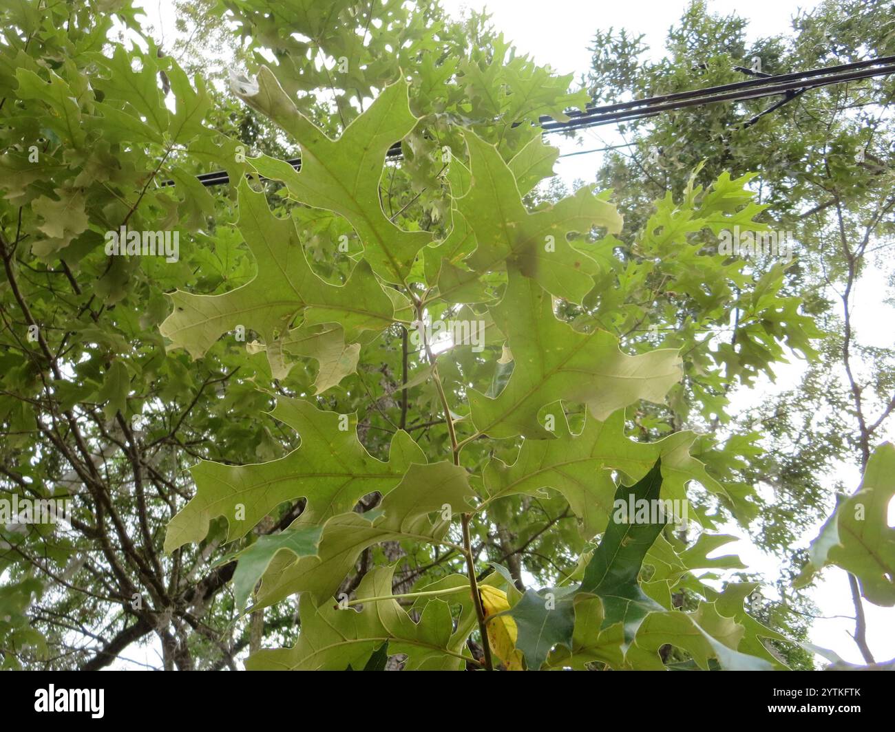 southern red oak (Quercus falcata Stock Photo - Alamy