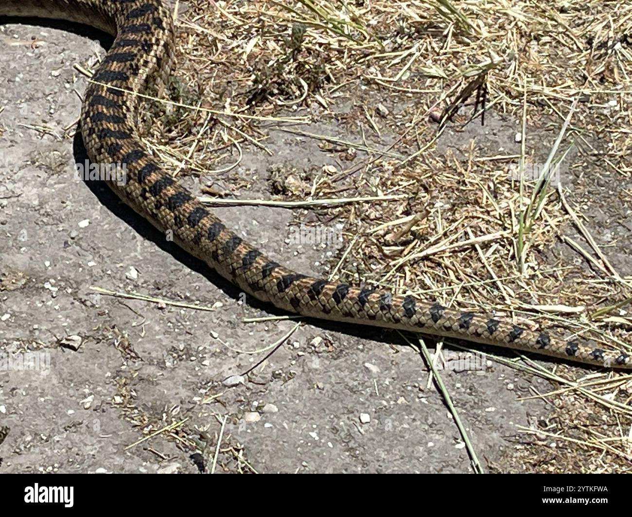 Pacific Gopher Snake (Pituophis catenifer catenifer Stock Photo - Alamy