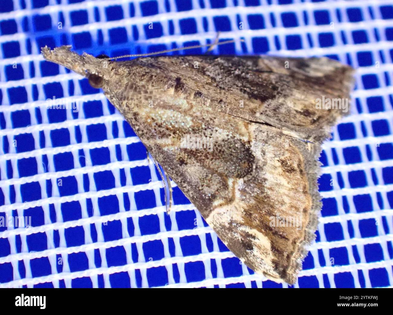 Lantana Defoliator (Hypena laceratalis Stock Photo - Alamy