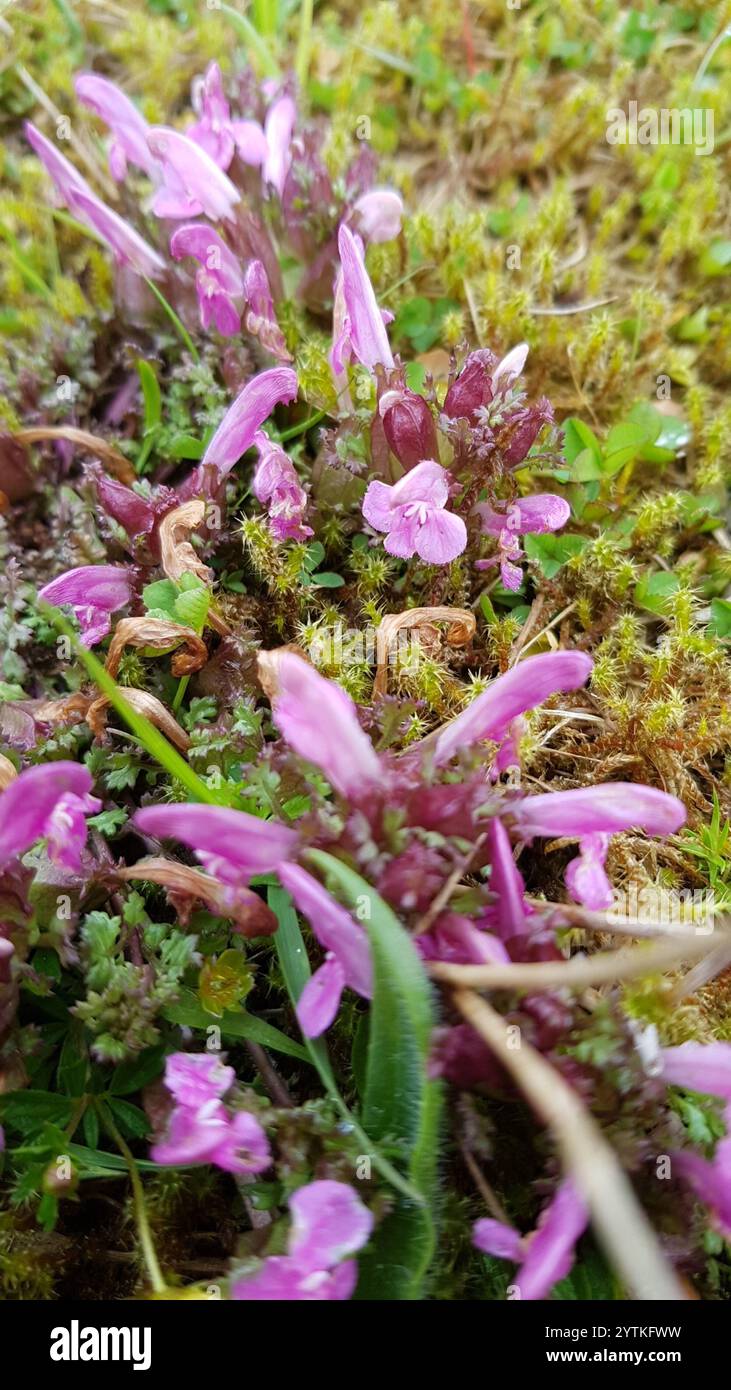 Common Lousewort (Pedicularis sylvatica Stock Photo - Alamy