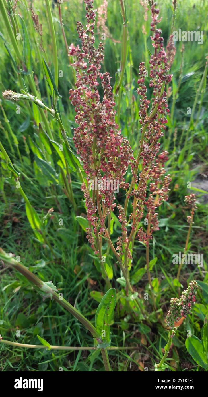 Common Sorrel (Rumex acetosa Stock Photo - Alamy