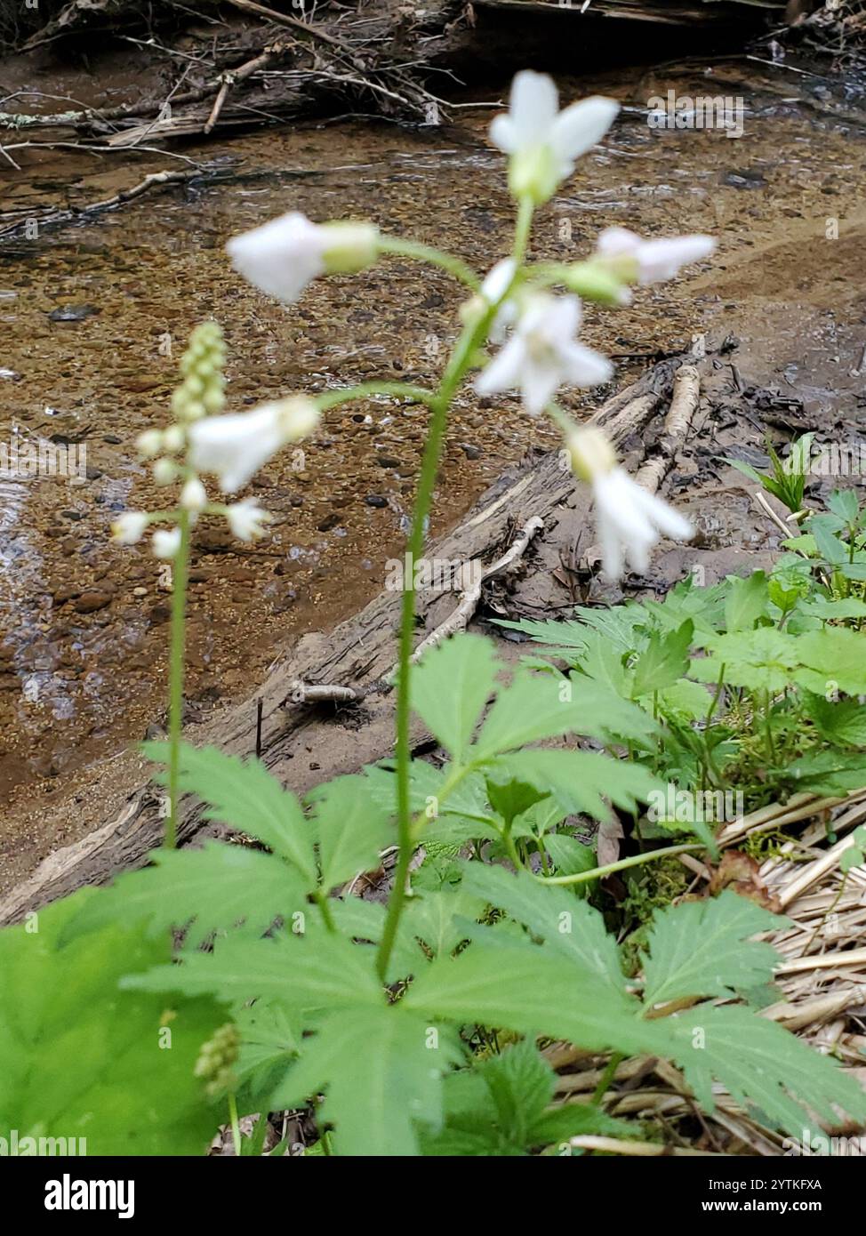 Two-leaved Toothwort (Cardamine diphylla Stock Photo - Alamy