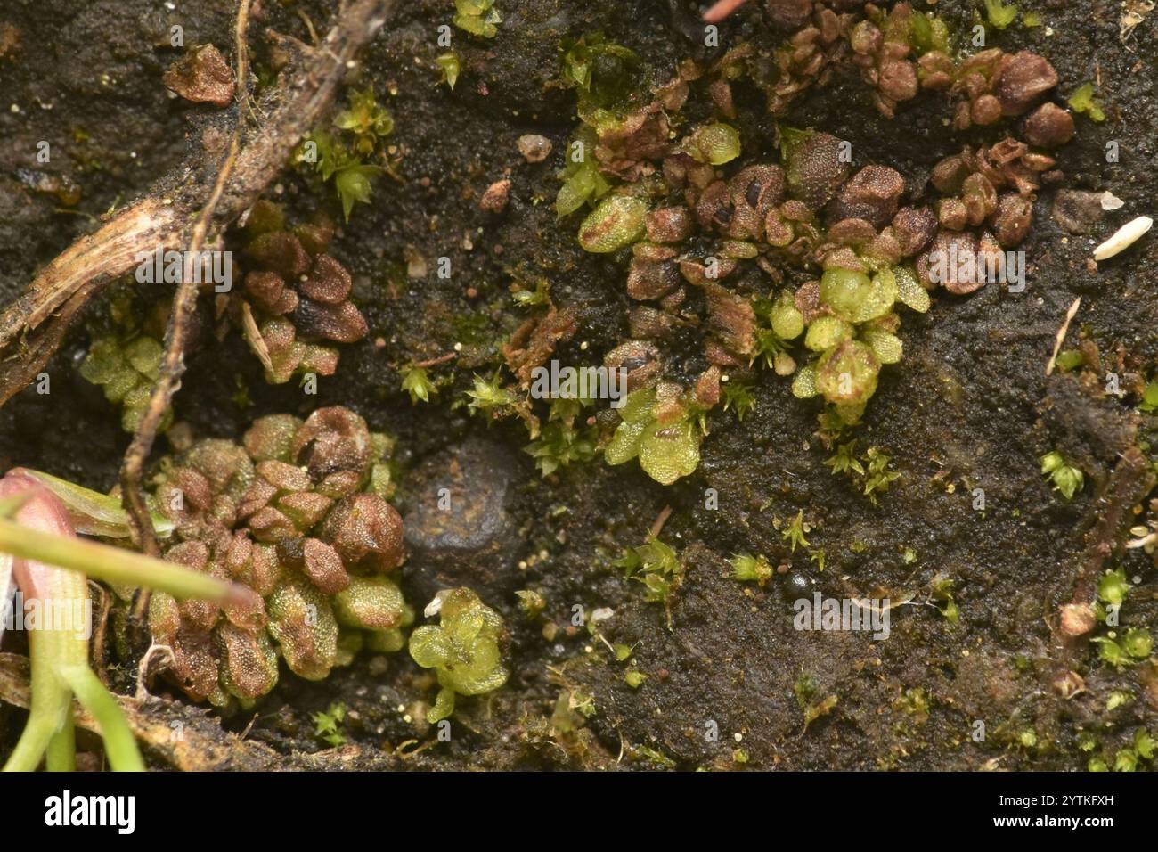 Sphaerocarpos hi-res stock photography and images - Alamy